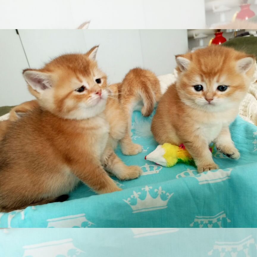 Британский короткошёрстный котёнок