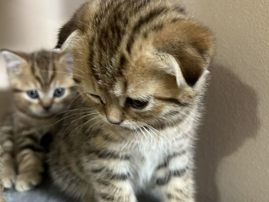 Шотландские котята