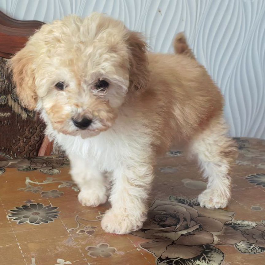 Мальтипу, щенок