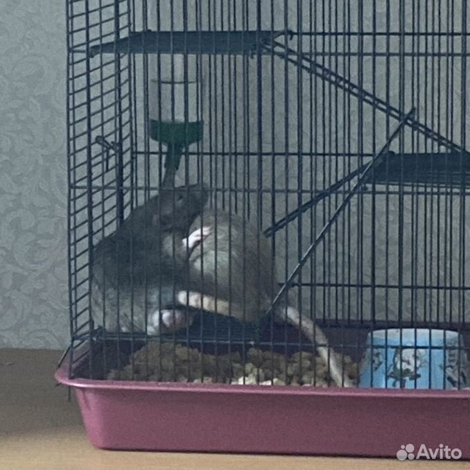 Краски Дамбо(оба мальчики)