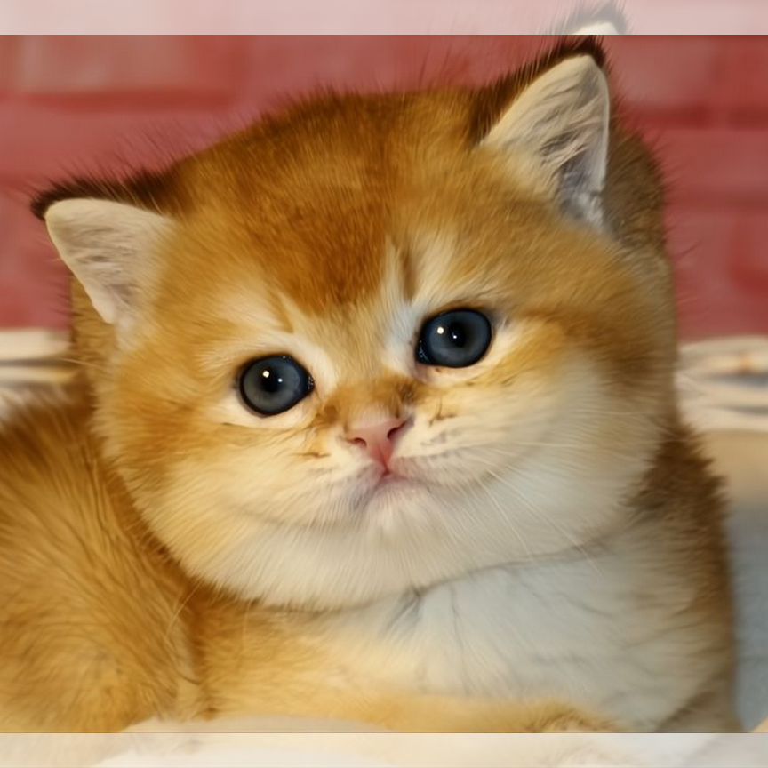 Британский короткошёрстный котёнок