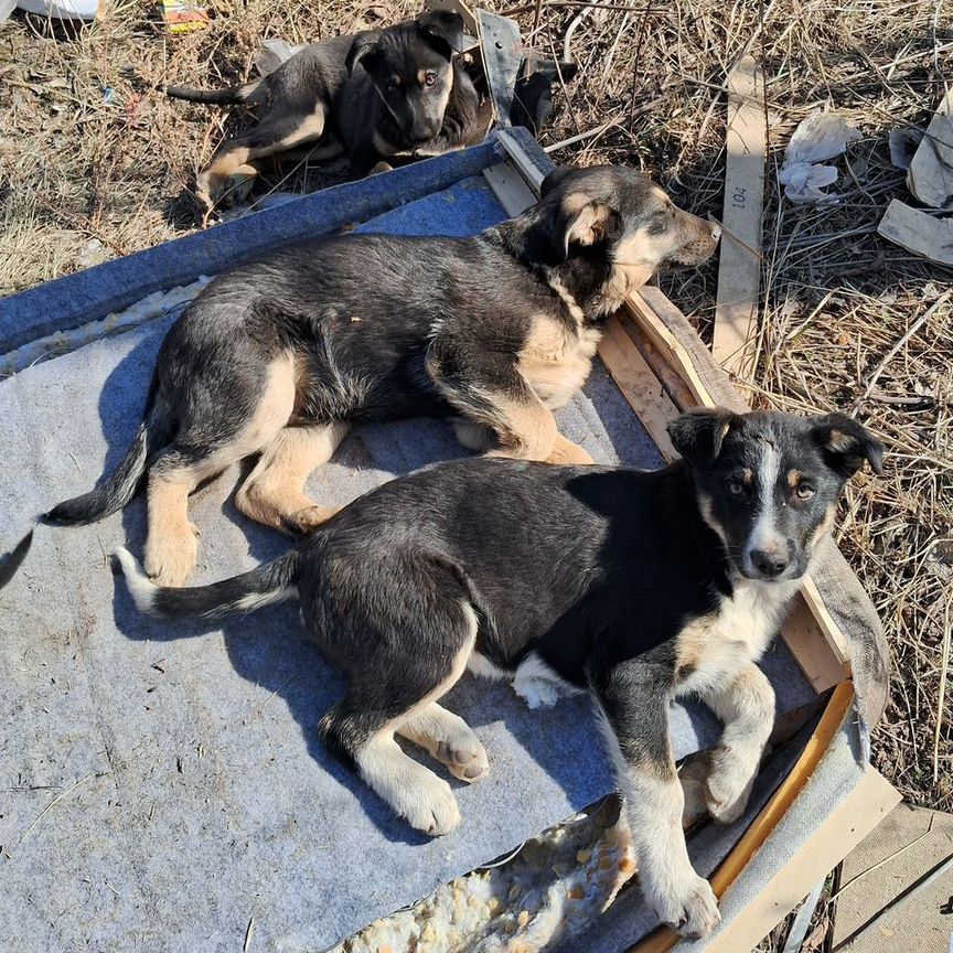 Щенок в добрые руки