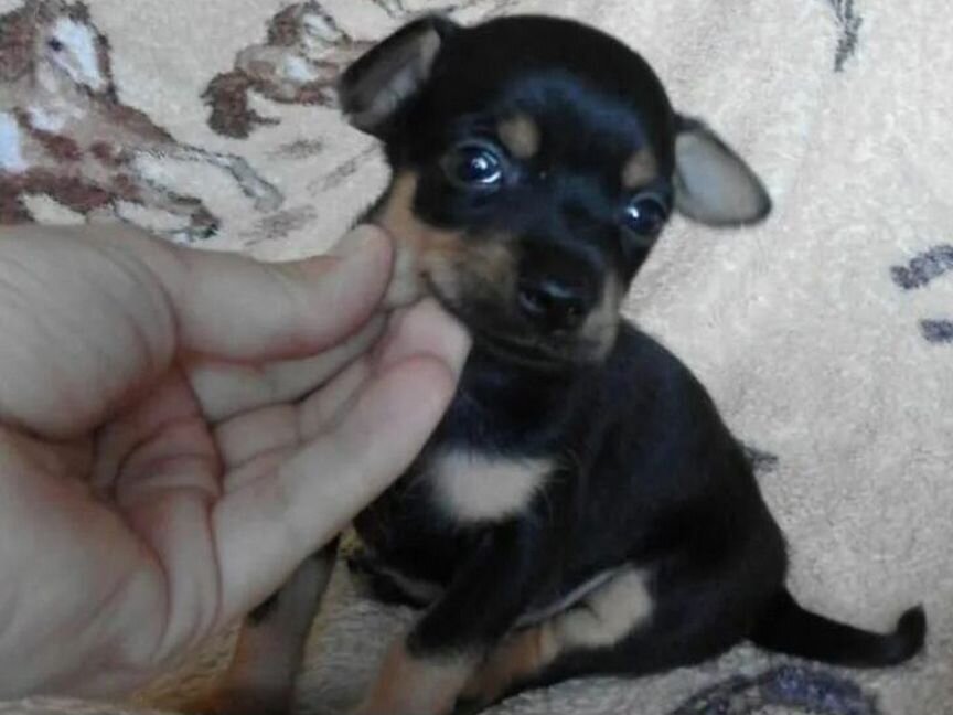 Той-терьер зайчики