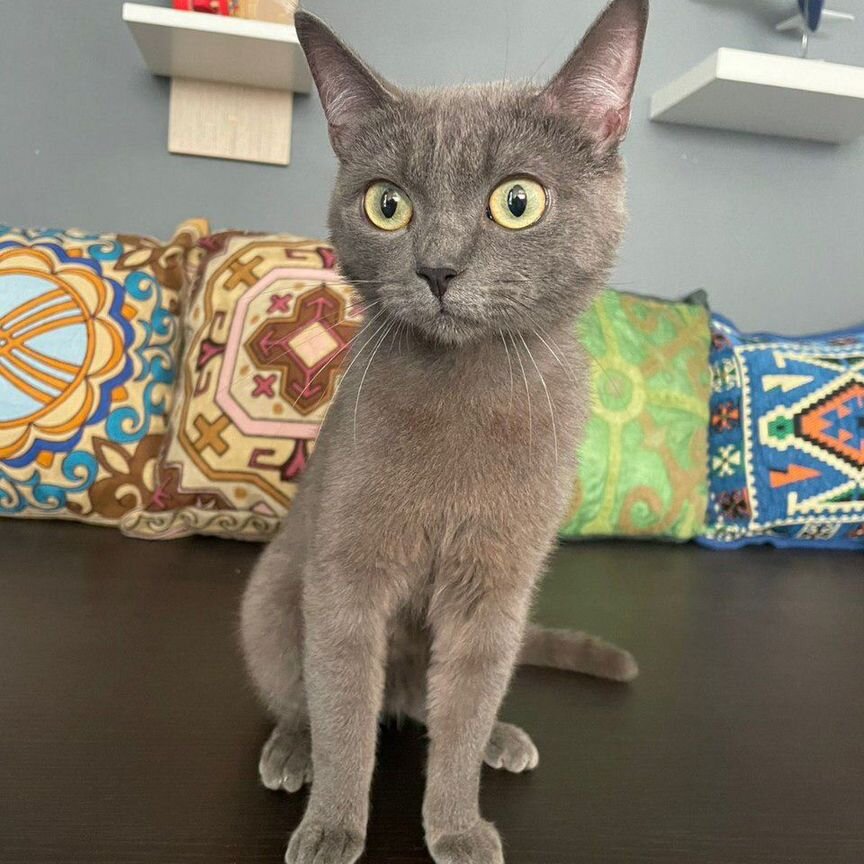 Котенок в добрые руки