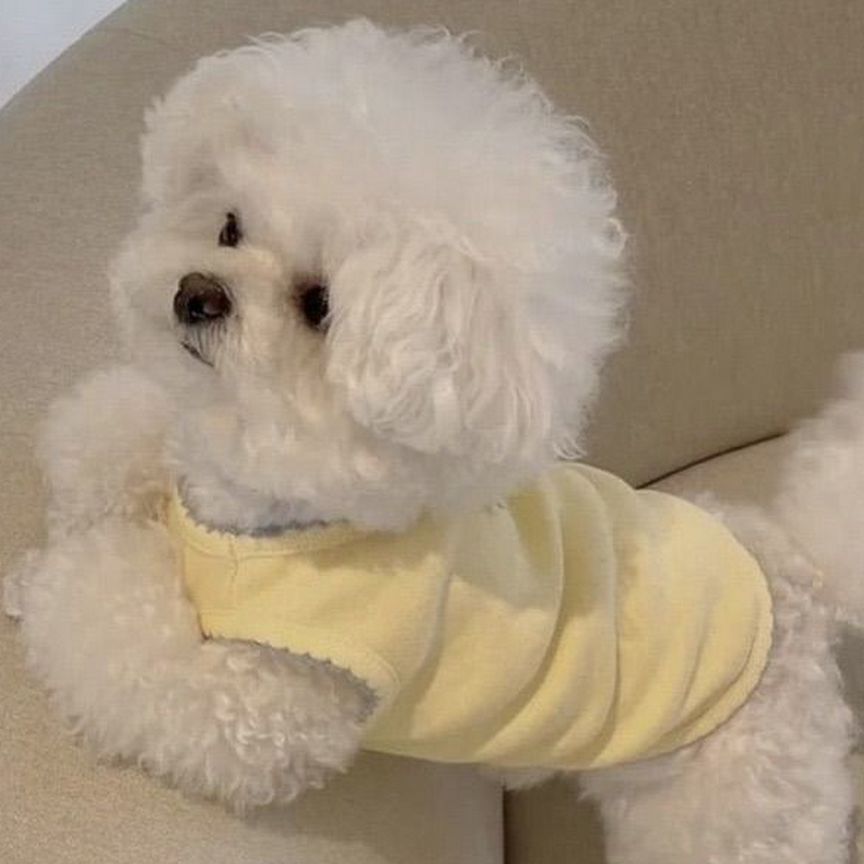 Костюмчик дл собаки кошки новый