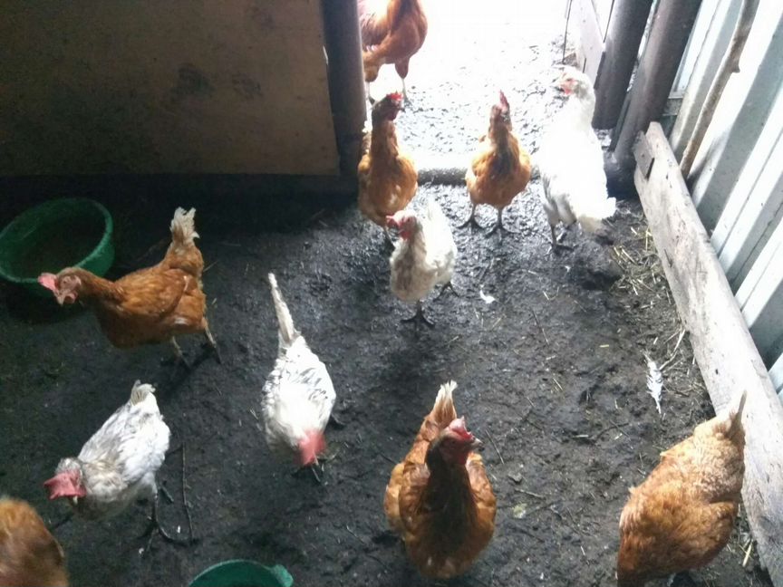 Куры несушки