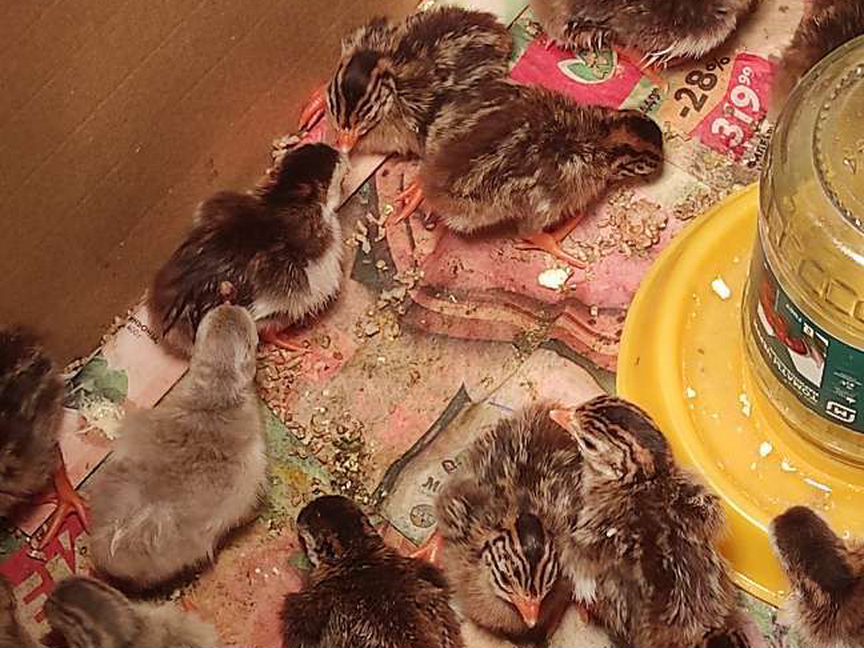 Цыплята цесарки - бролерные