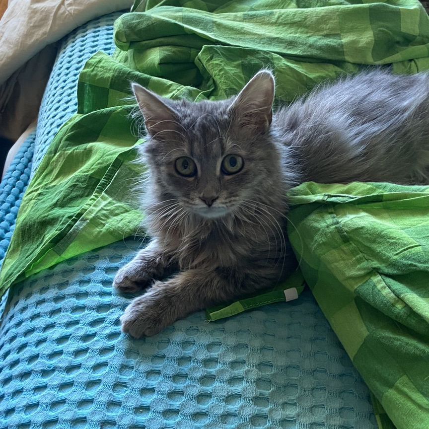 Кошка котенок