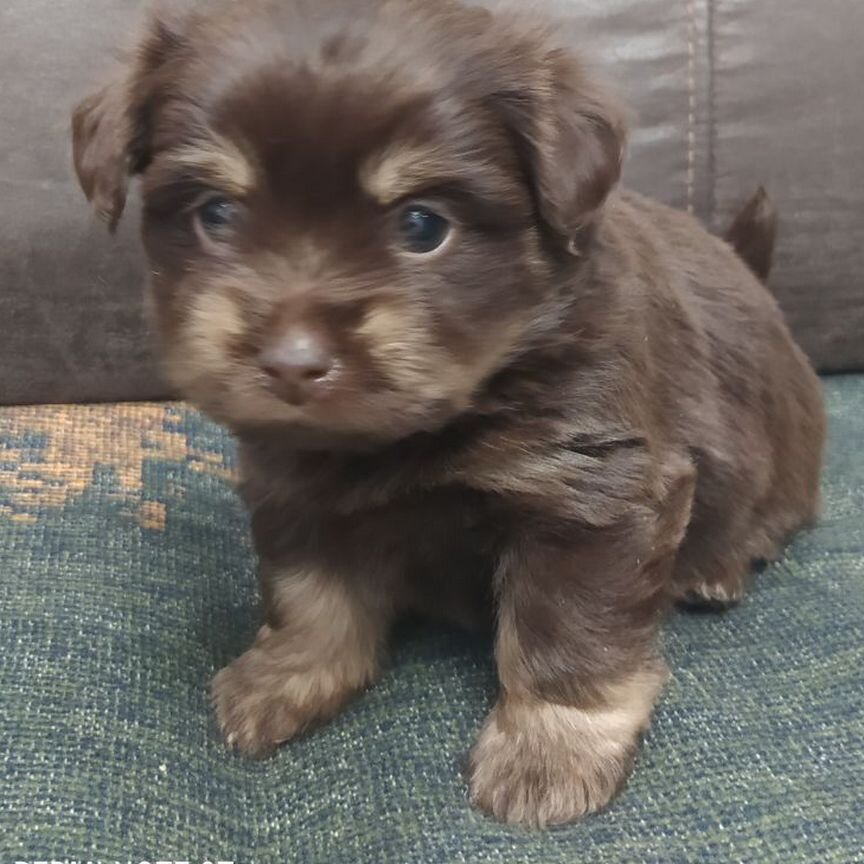 Йоркширский терьер, щенок