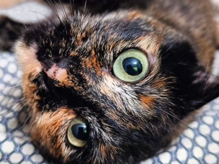 Вислоухая кошка Счастье в добрые руки