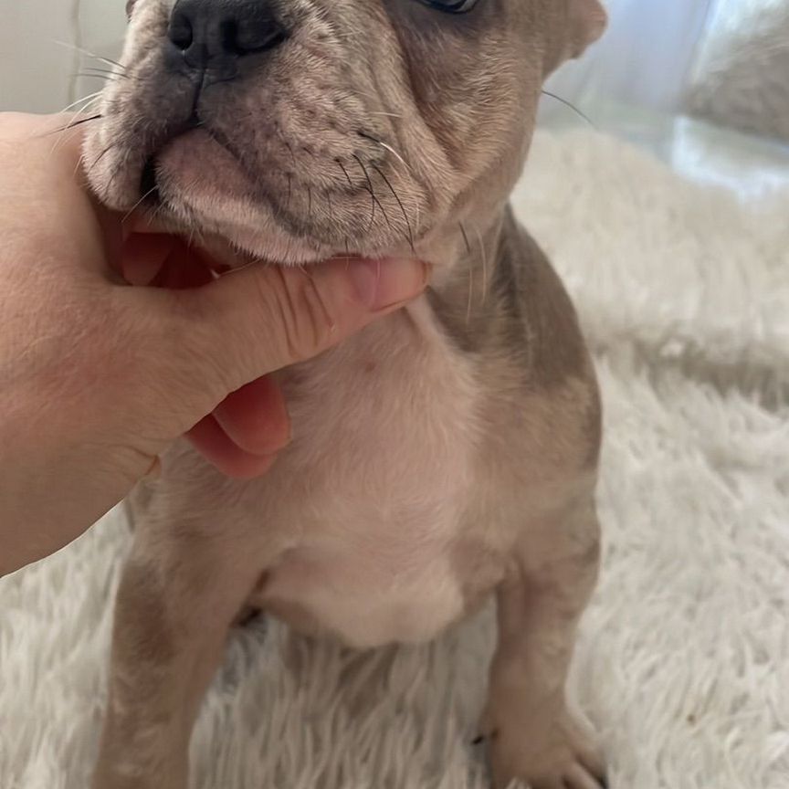 Французский бульдог