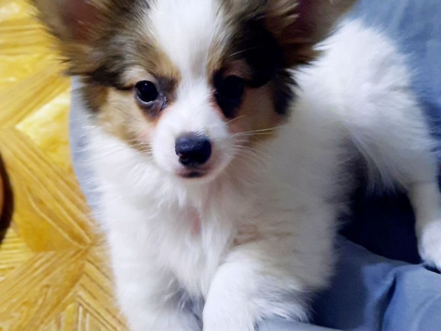 Щенки папийона