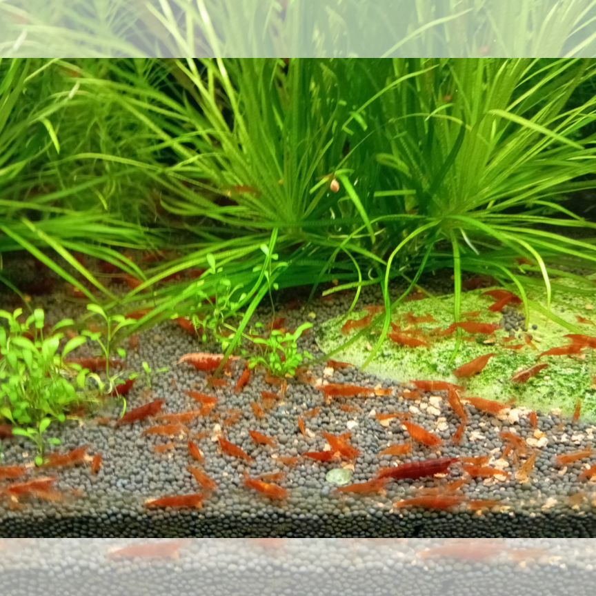 Креветки ред фаер, грунт