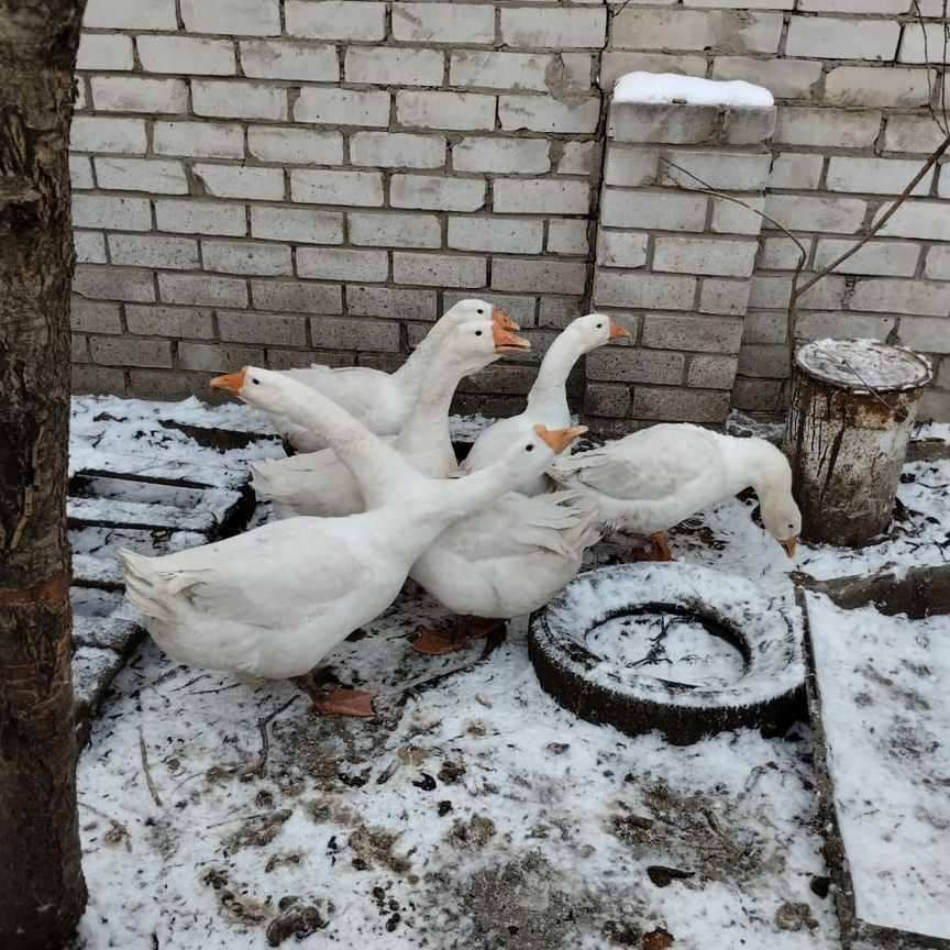 Гуси башкирская белая