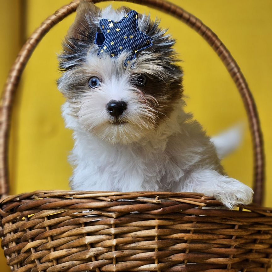 Голубоглазый йорк мини