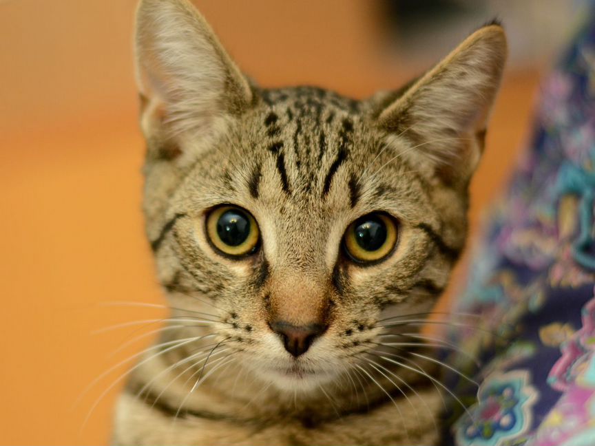 Добрый,ласковый котик,6 мес