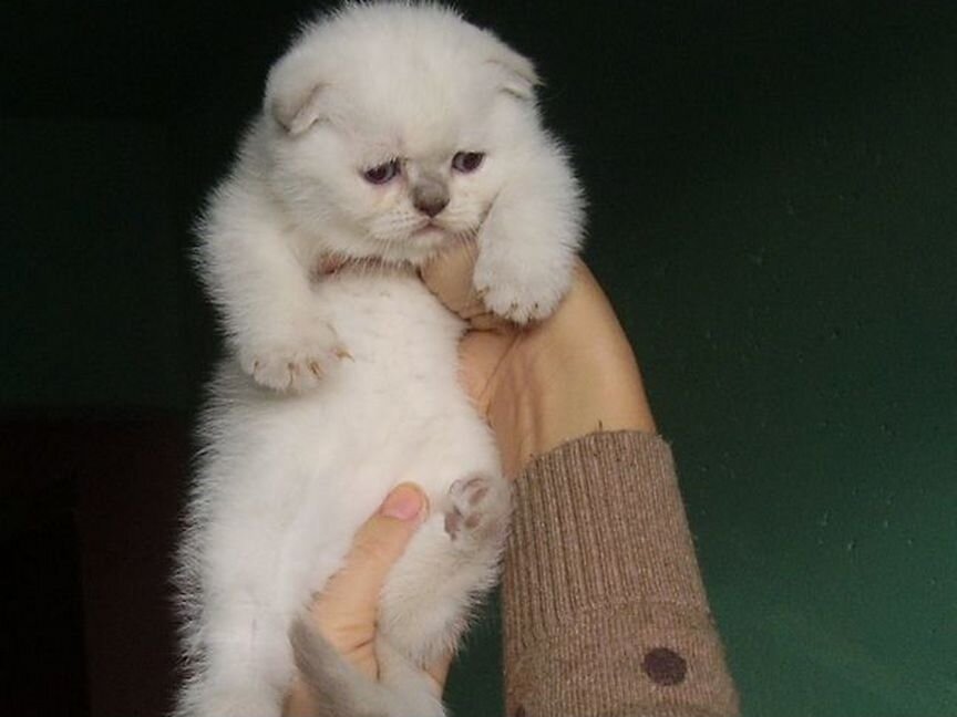 Клубные шотландские вислоушки