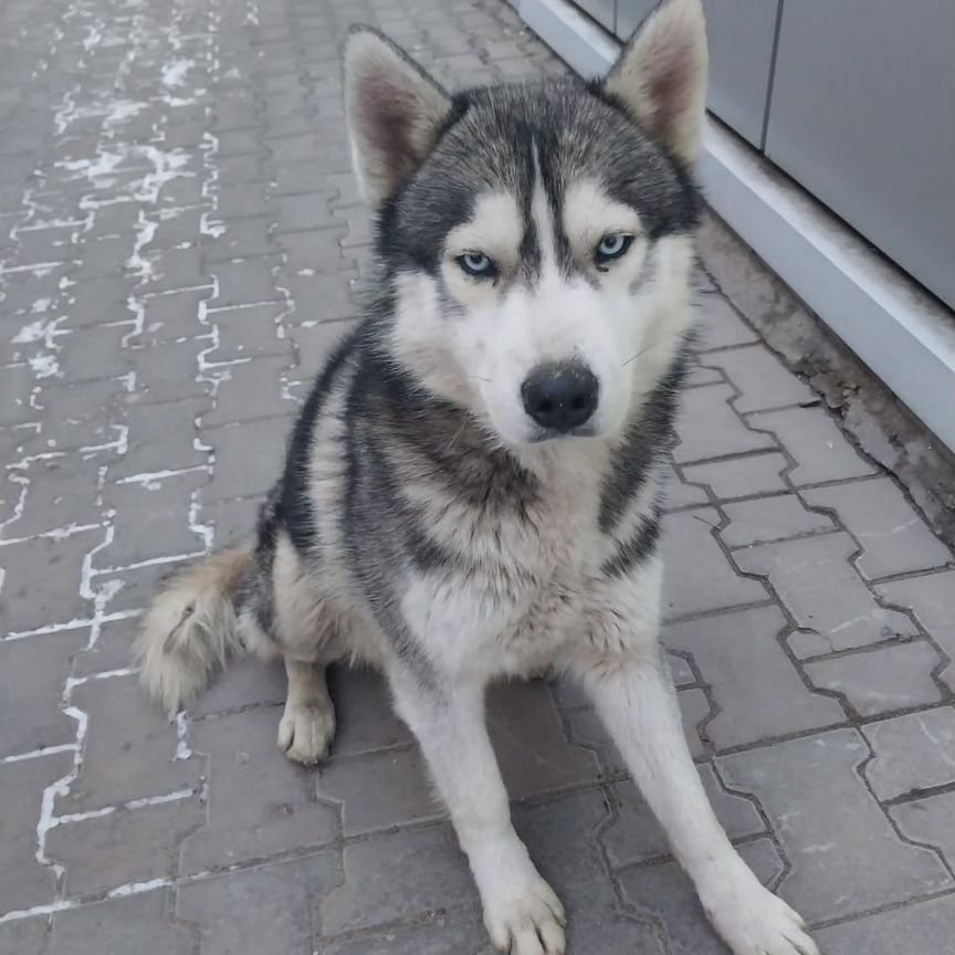 Пристраивается в добрые руки