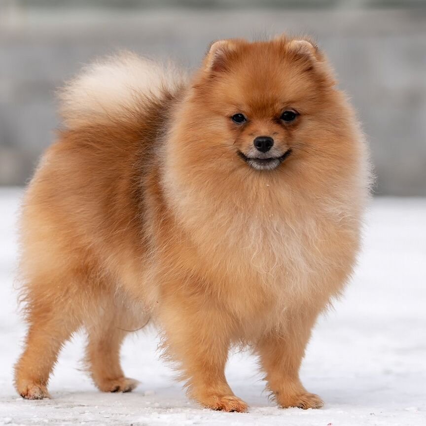 Померанский шпиц