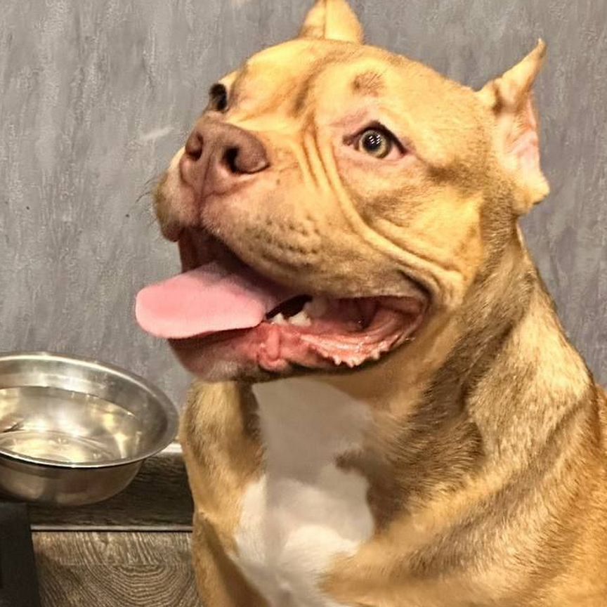 Американский булли, щенок