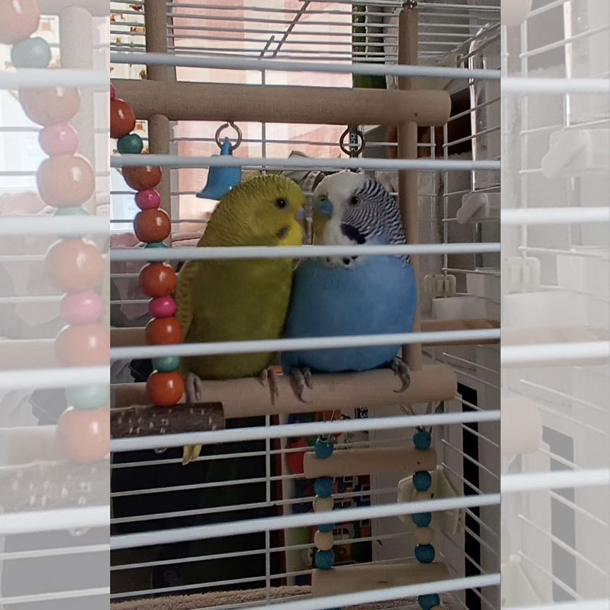 Попугай волнистый в добрые руки