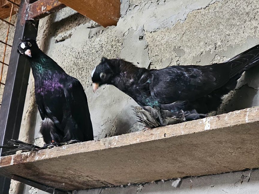 Продам Северокавказских разных мастей