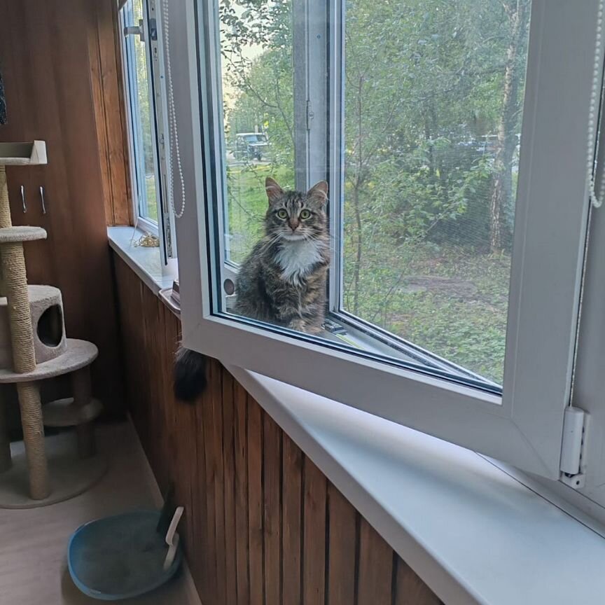 Котик в добрые руки