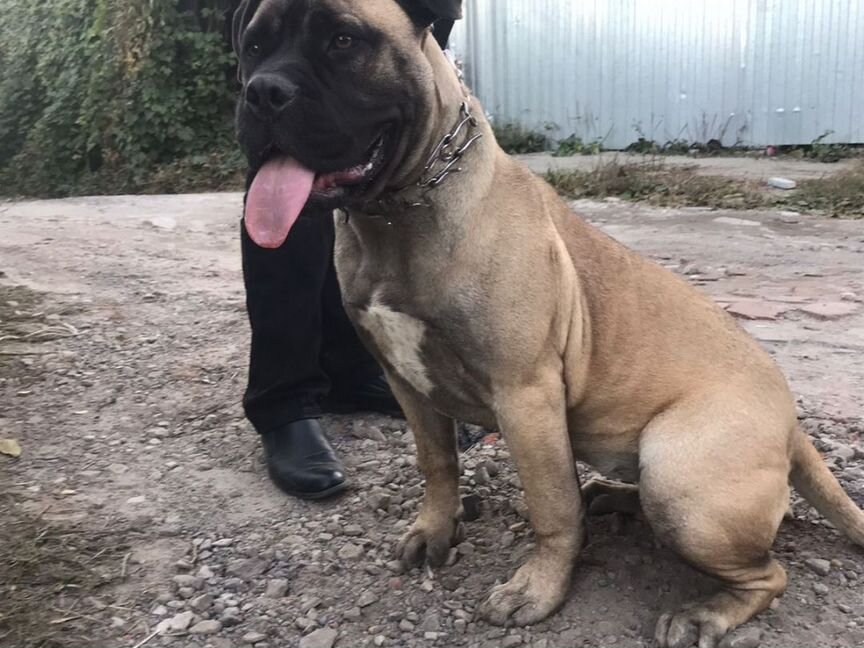 Бульмастиф