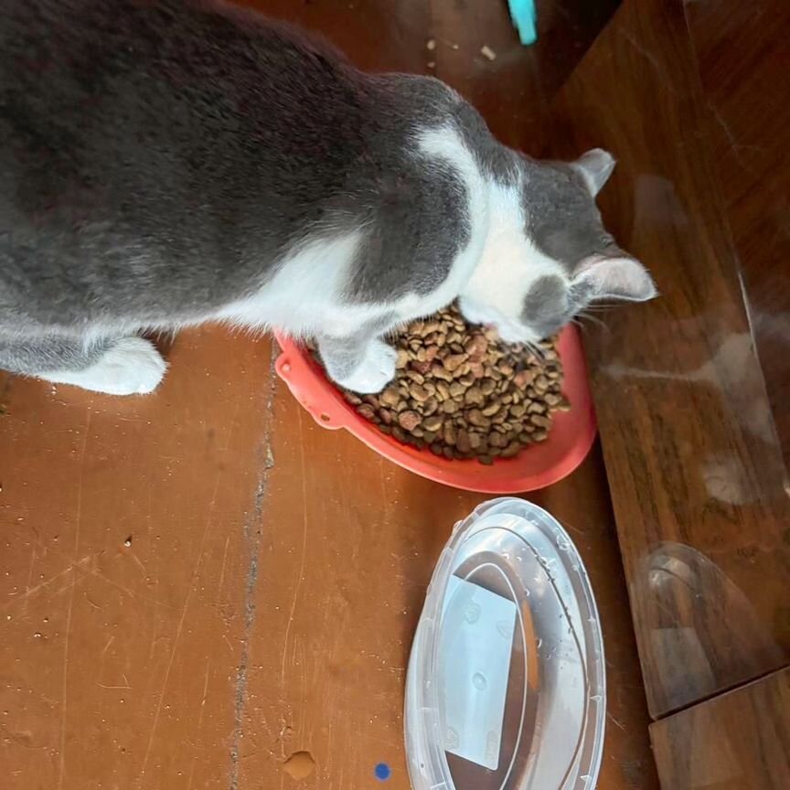 Кошечка в добрые руки