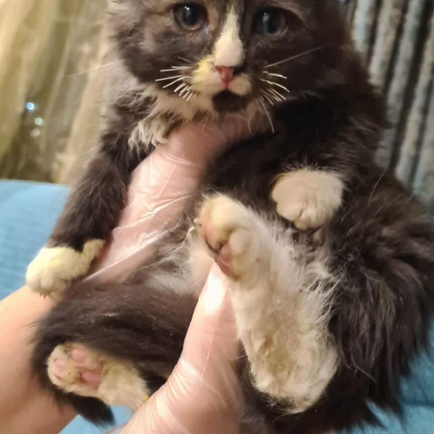 Ищет дом котёнок 2,5 месяца