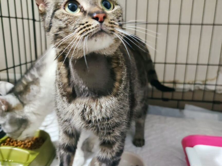 Малыш Сухарик ищет дом