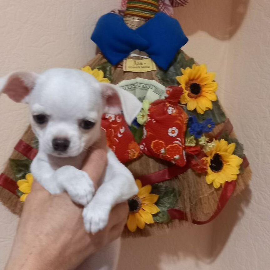 Щенок Чихуахуа блондин