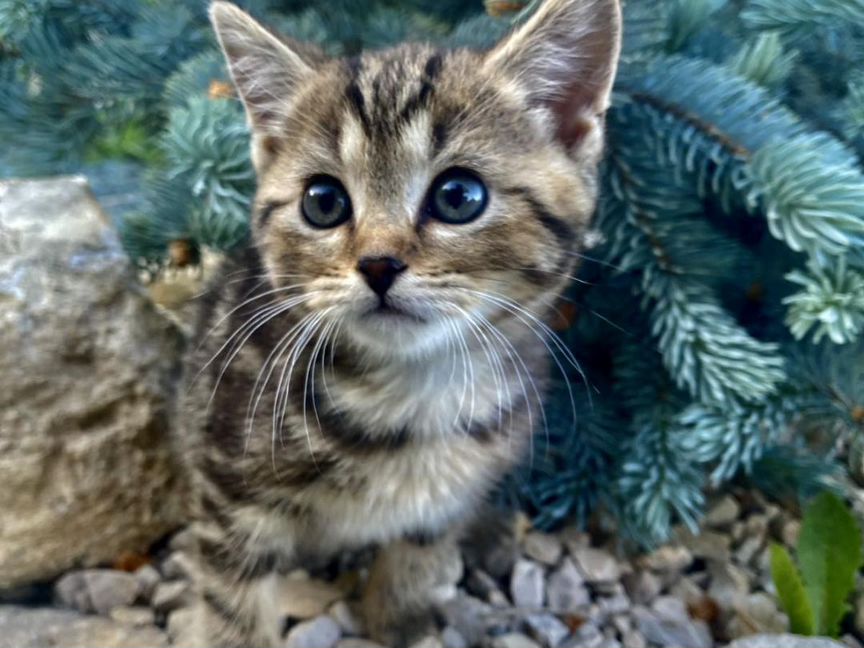 Шотландские прямоухие котята