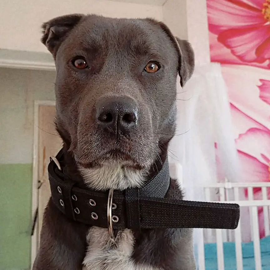 Отдам в добрые руки стаффорд