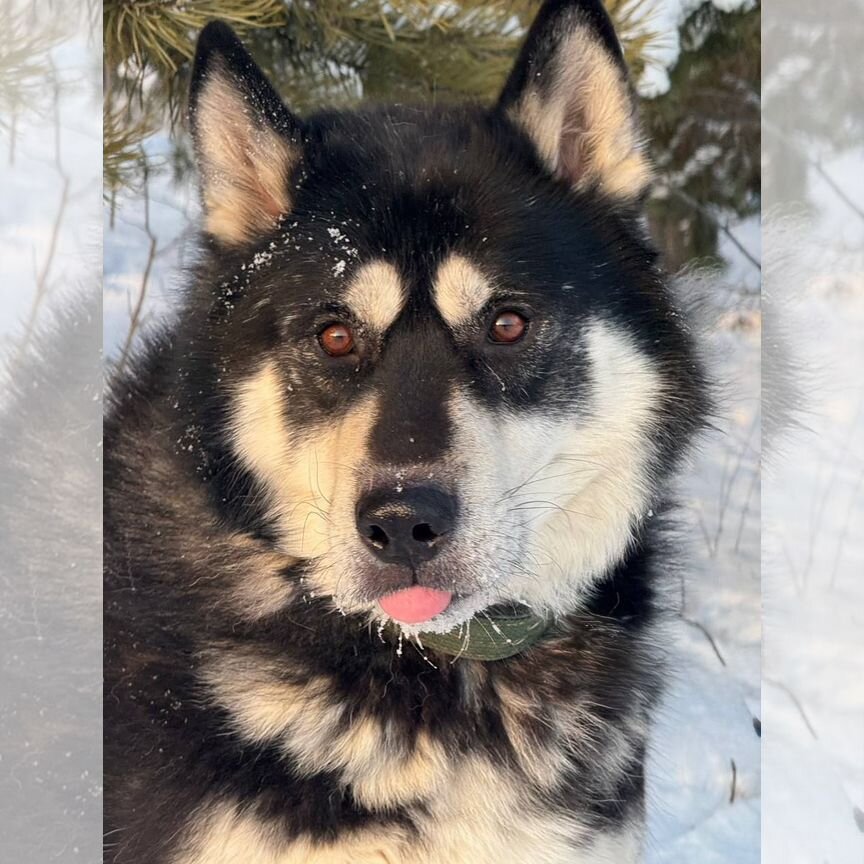 Аляскинский маламут, взрослый пёс
