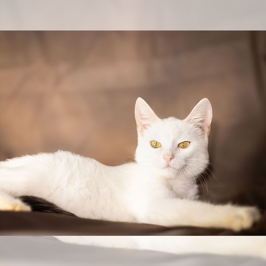 Кошечка Лолита