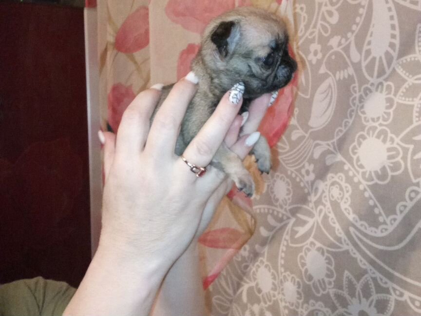 Продам м. Щенка мопса