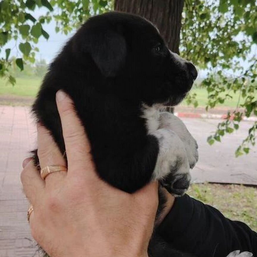 Щенок в добрые руки