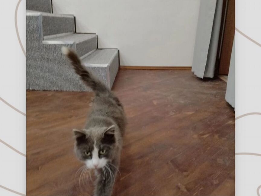 Кот
