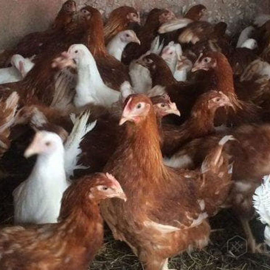 Куры/молодки./рыжие /белые