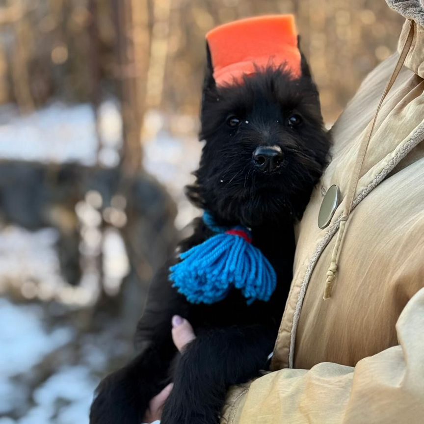 Ризеншнауцер