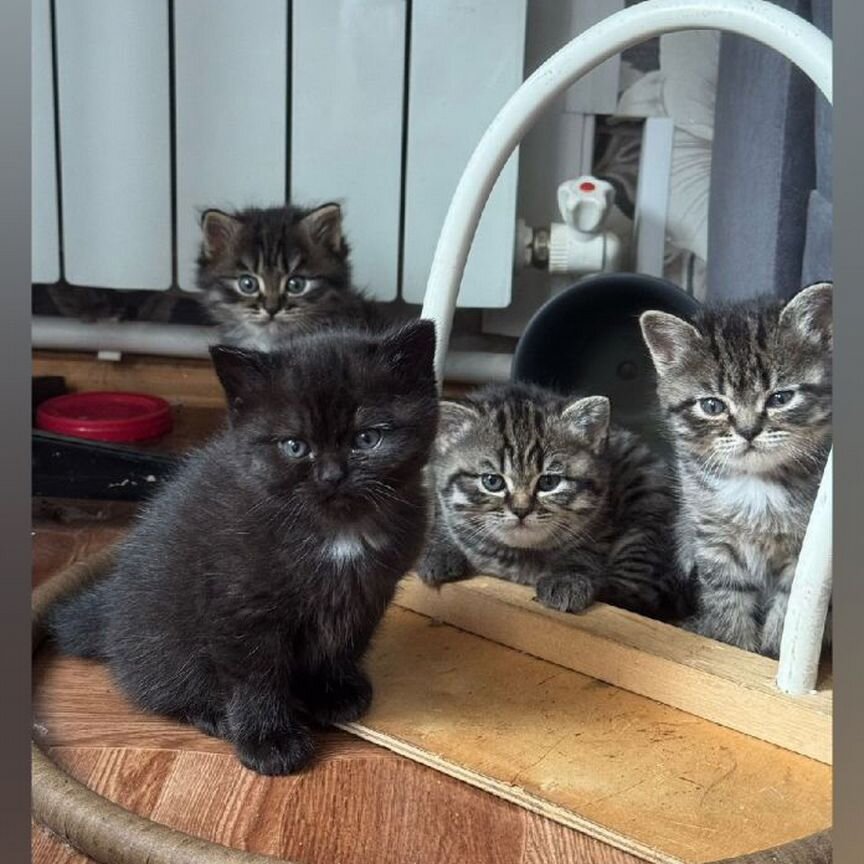 Шатланские котята
