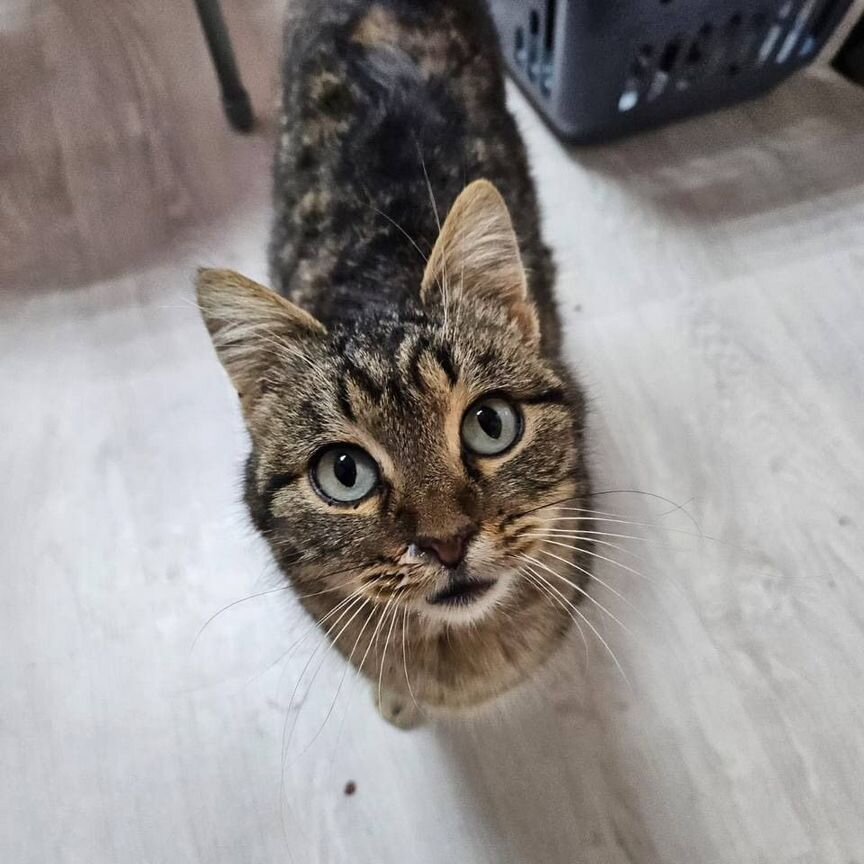 Кошка в дар бесплатно