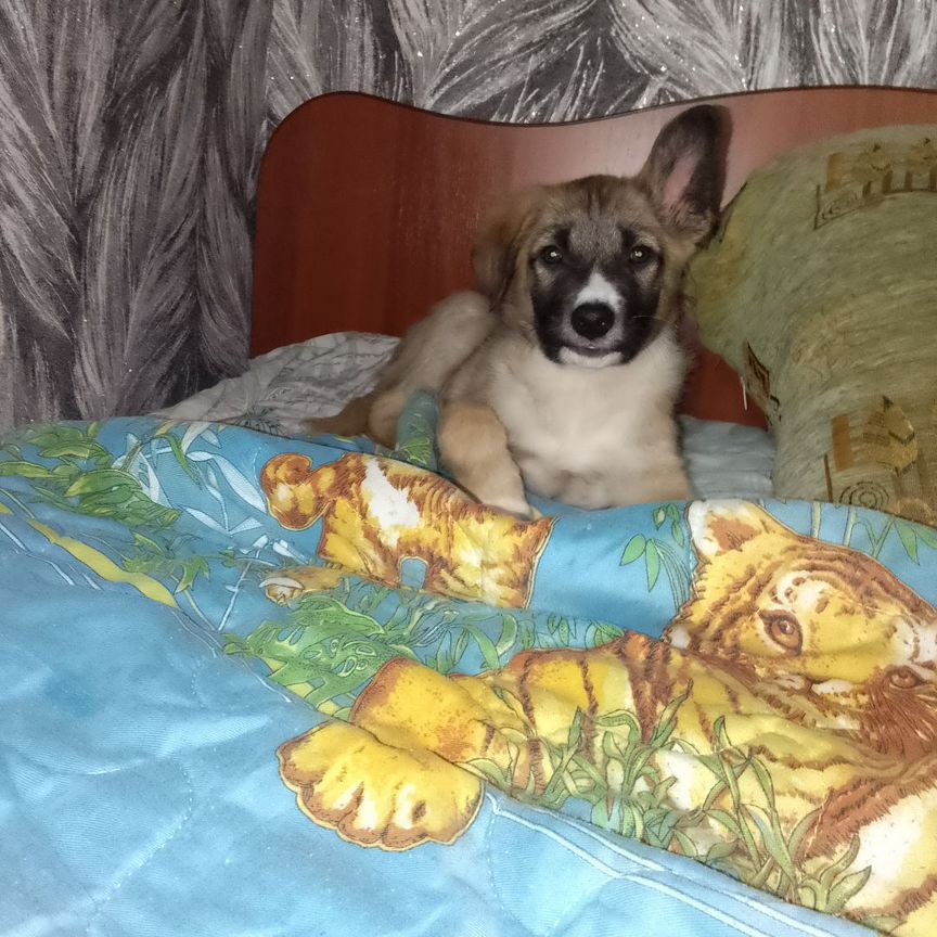 Щенок в добрые руки