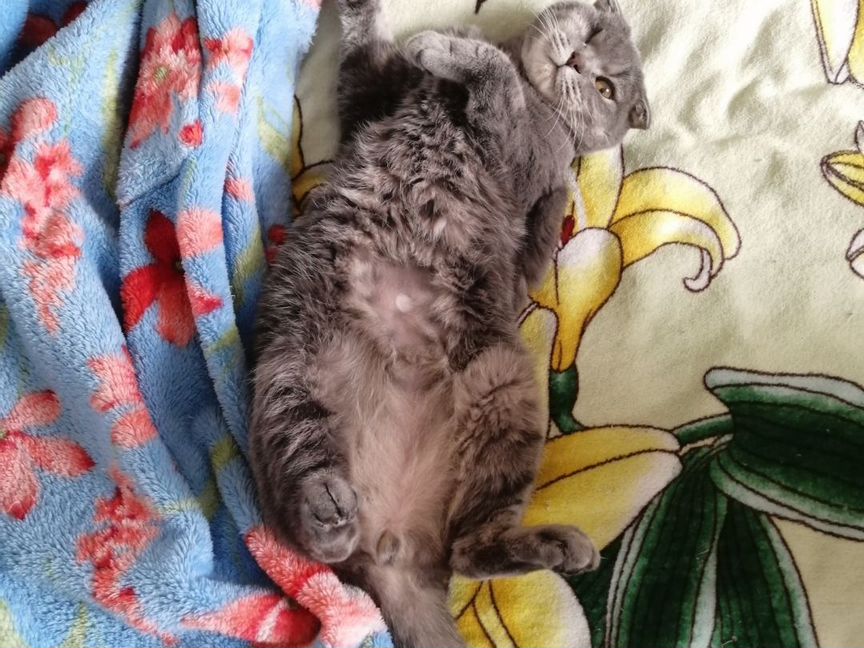 Котоняня