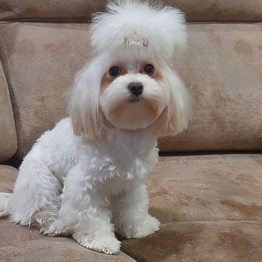 Маленькая собака