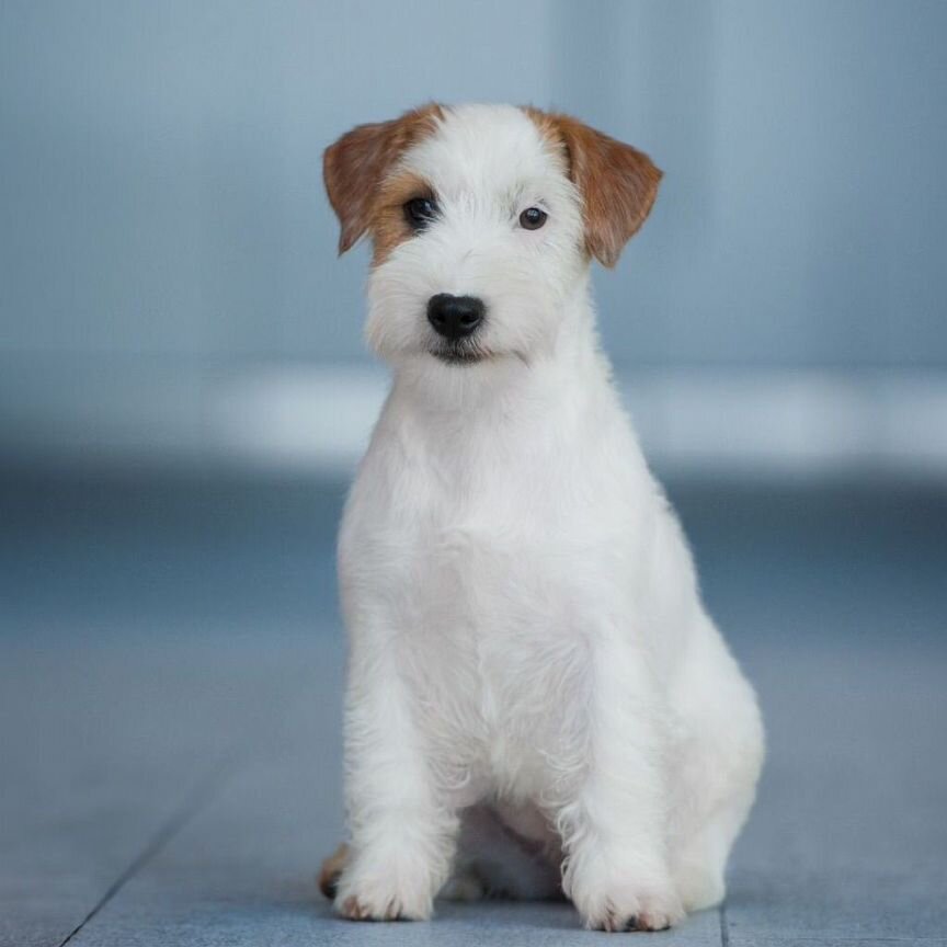 Щенки джек рассел терьер