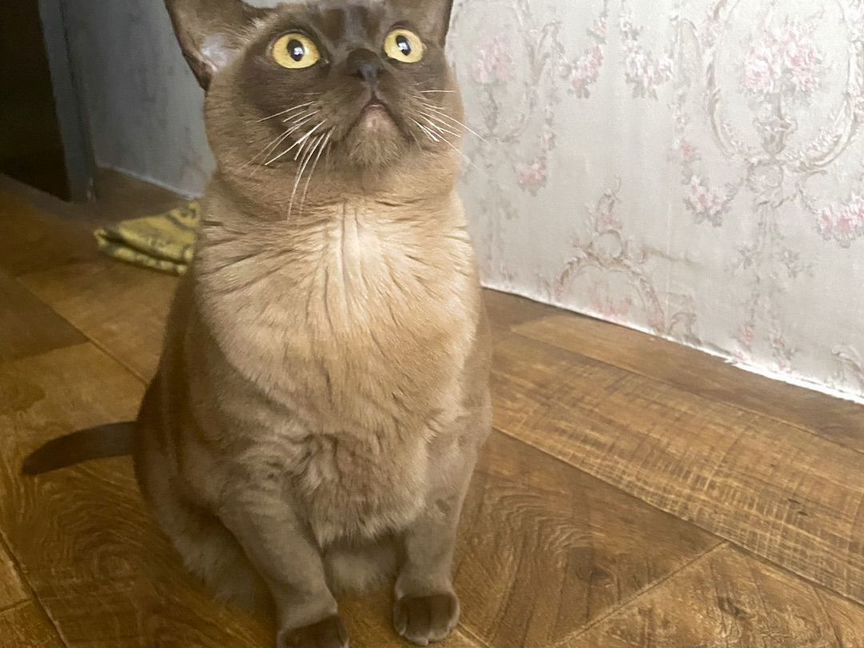 Американская бурма