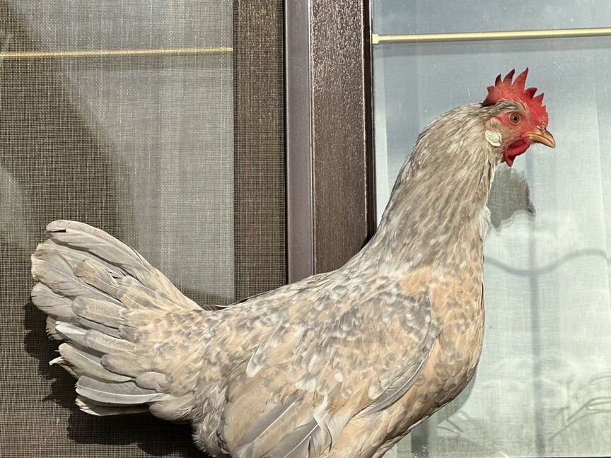 Петухи легорн