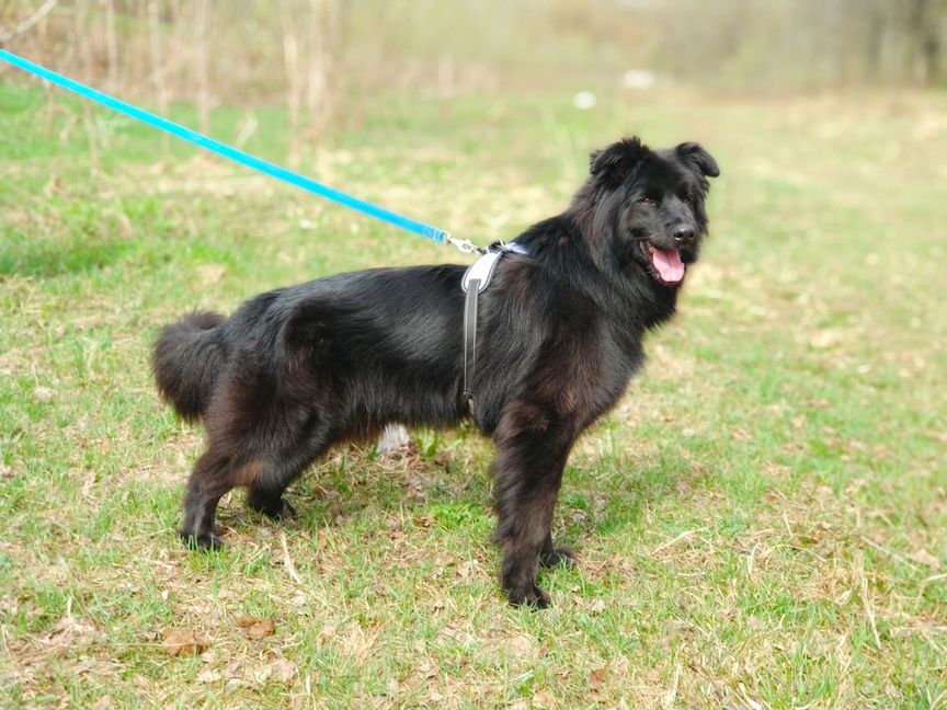 Красавец Тоффи ищет семью